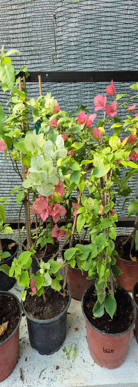 Bugenvilija Rasadnik Cvjetićanin