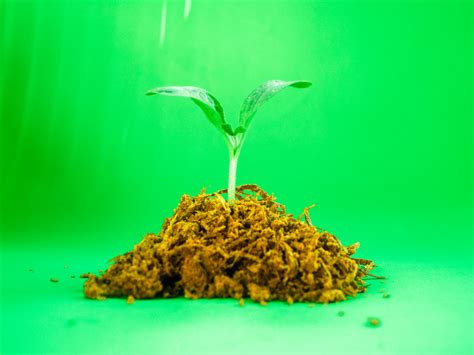 무료 이미지 봄 잎 녹색 모 자연 성장하는 생명 작은 원예 새싹 신선한 농업 식물학 환경 생태학 어린 나무 흙 더러운 개념 정원 씨