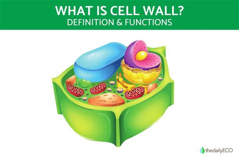 A Look Inside The Cell Wall What It Is Function And Structure