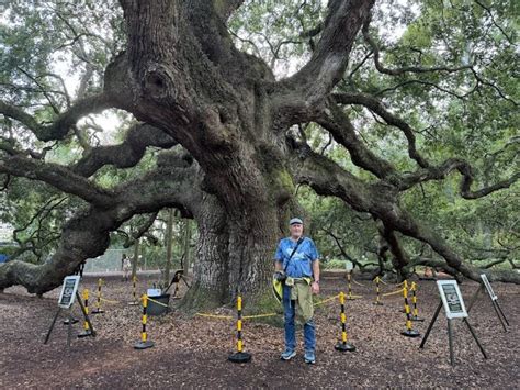 Largest Oak Tree