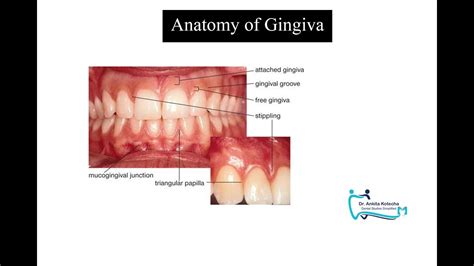 Mouth Anatomy Gingiva At John Gemmill Blog
