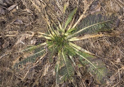 Dead Plants 0007 Texturemax