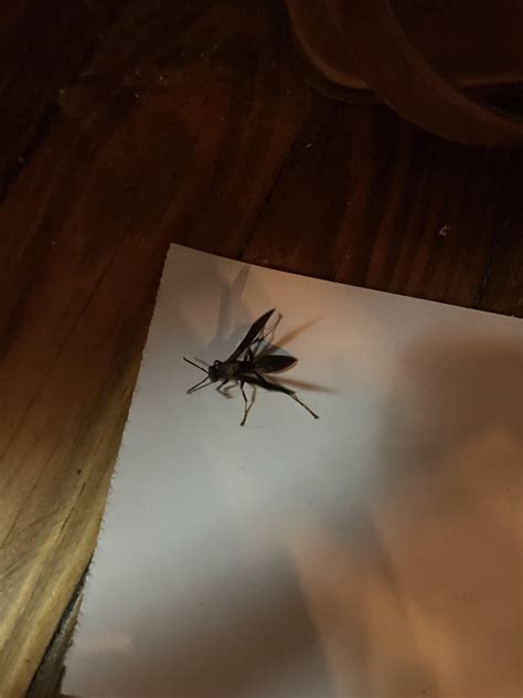 Anyone Know What Insect This Is R Insect