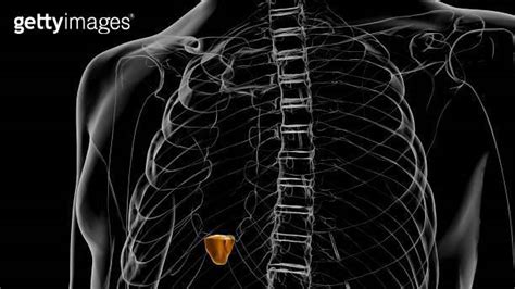 Human Skeleton Xiphoid Process Anatomy 3d 1310740792 게티이미지뱅크