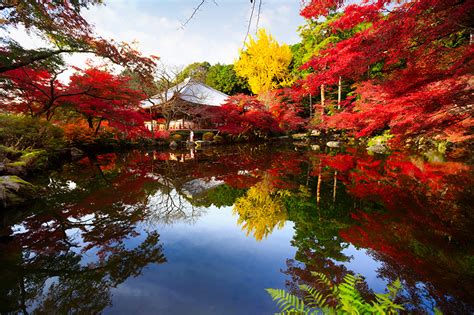 Fonds d ecran Japon Étang Parc Automne Kyoto Arbres Nature télécharger
