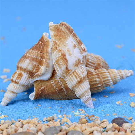 50 Pcs Mixed Shells Decor Beautiful Mixed Decor Sh Grandado