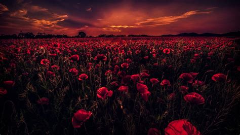 Red Nature Wallpapers 4k Hd Backgrounds On Wallpaperbat