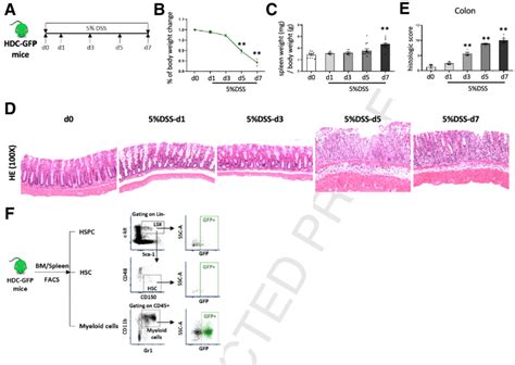 Dss Induced Acute Colitis A Protocol Of Setting Up Dss Induced Acute Download Scientific