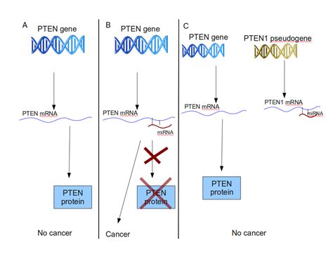 Pten Gene Meddic