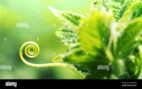 Tendril Of A Cucumber Plant Macro Photography Plant Adaptations For