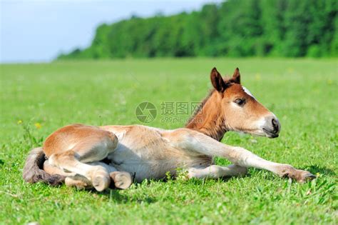 夏日草地上的小马高清图片下载 正版图片507074750 摄图网