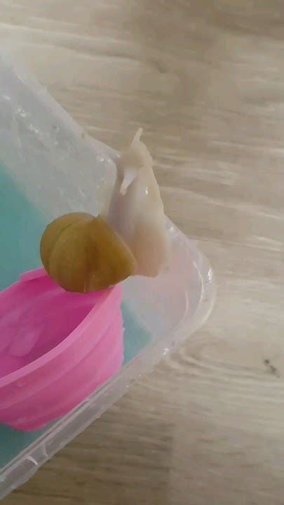 소금이에 하루 달팽이 아프리카왕달팽이 Youtube