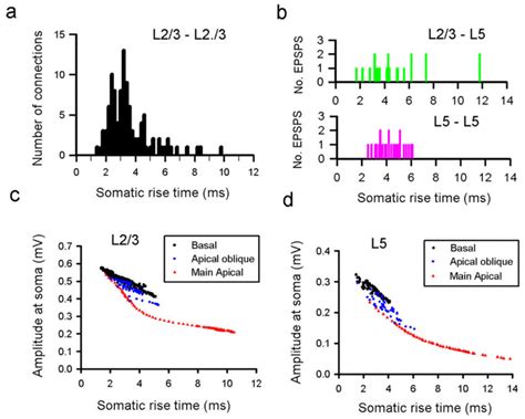 Rise Time As An Indicator Of Dendritic Location Of Epsp Distribution Of