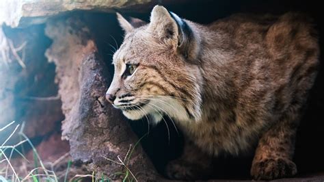 Best Names For Bobcat Name Generator Ideas FluentSlang