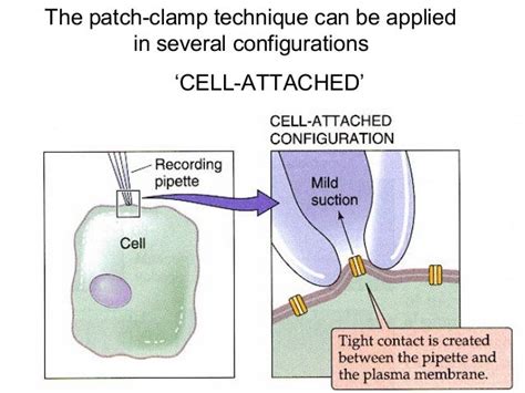 Patch Clamp Recording