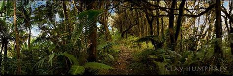 Dwarf Forest Alchetron The Free Social Encyclopedia