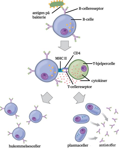 Immunsystemet Store Medisinske Leksikon
