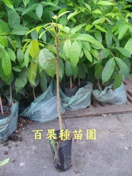 百果種苗園桃花心木30 40公分造林樹種 露天市集 全台最大的網路購物市集