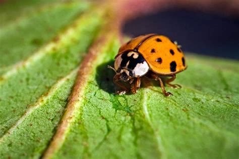 The 9 Most Common Types Of Ladybugs In 2025