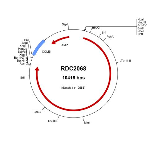 Notch 1 Products Randd Systems