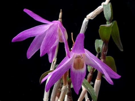 自棚のセッコクの花 長生蘭の世界 楽天ブログ