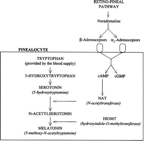 Pathway For Secretion Of Melatonin Within The Pinealocyte The