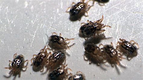 16 Bugs That Look Like Fleas With Pictures