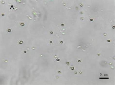 Microbial Testing Horiba