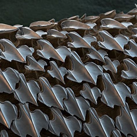 Whale Shark Skin Texture