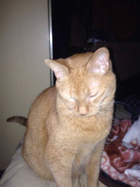 Malwarebytes Not Detecting Malware Resolved Malware Removal Logs Malwarebytes Forums