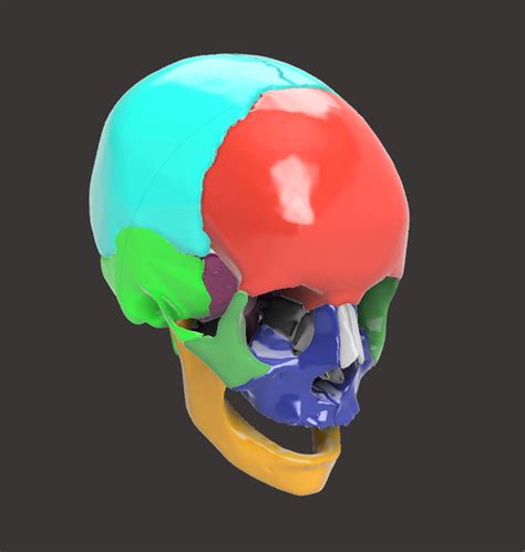 3d File Anatomical Skull Segmented Details 🫀・3d Printable Model To