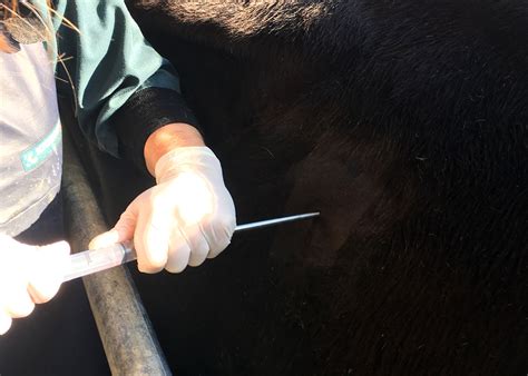 Its Trace Element Testing Time Anexa