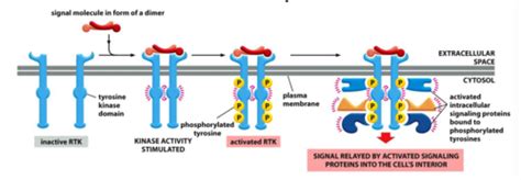 Signal Transduction Ii Flashcards Quizlet