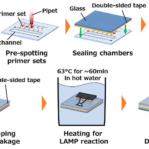 A Schematic Diagram Of A Parallelized Microfluidic Device Integrated