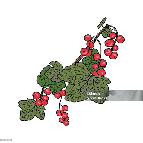 열매와 잎잘 익은 빨간 건포도 가지 손으로 그린 스케치 스타일 컬러 잉크 펜 벡터 일러스트 장식 인쇄 라벨 태그 격리 빈티지 로고 디자인 템플릿 배지 개체 그룹에 대한 스톡