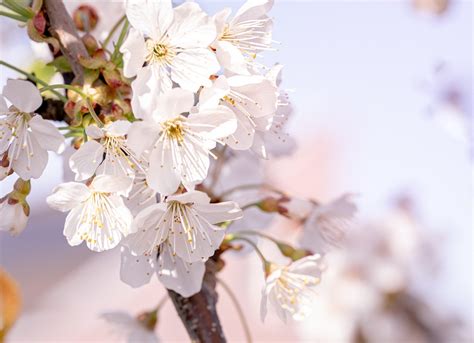 8000 무료 벚꽃 And 봄 이미지 Pixabay