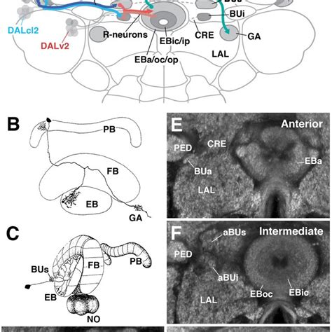 schematized overview of putative r neuron interactions direct arrows