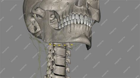 Premium Photo The Submandibular Lymph Nodes Are Some 36 Lymph Nodes