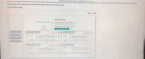 Solved If A Segment Of Dna Were Replicated Without Any