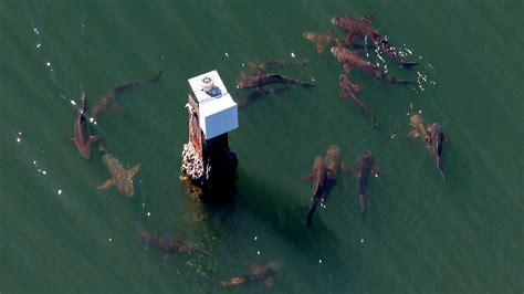 175 Pound Cobia Caught In Wa Is New Fishing World Record