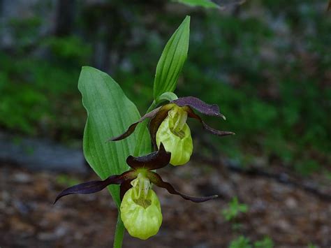 10 от растителните видове в България с най интересни имена Wwf