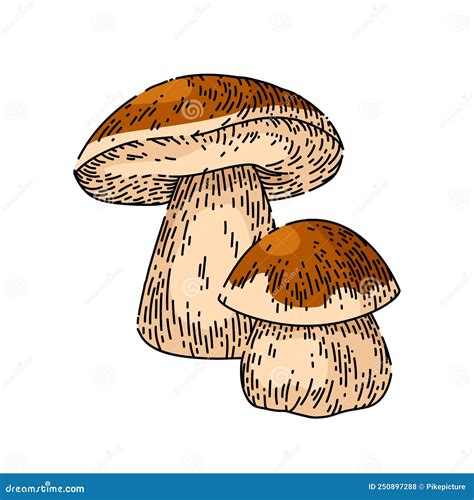 Porcini Mushroom Drawing At Elizabeth Mitchem Blog