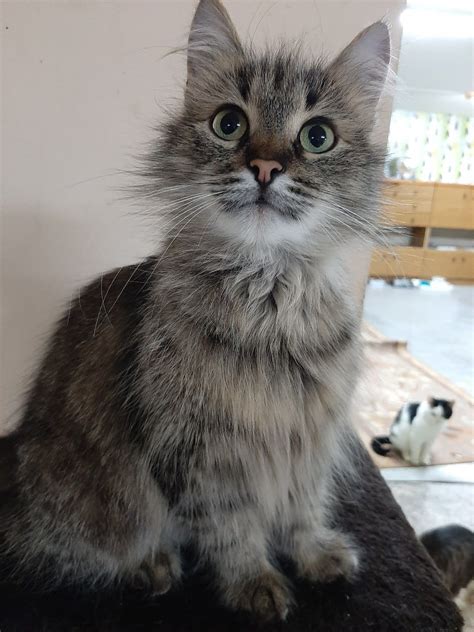 Кася - кличка для кошки