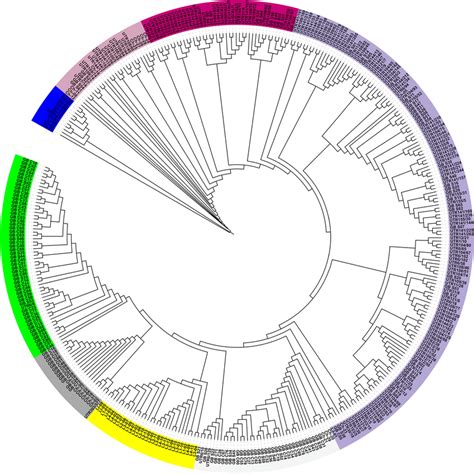 Phylogenetic Analysis Based On Neighbour Joining Methods Showing