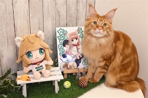 우리집 고양이가 여자애라 귀여워 22 02 01 ~ 22 09 24 [오리지널 만화] 네이버 블로그