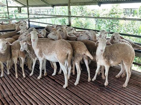 Ciri Ciri Domba Texel Beserta Karakteristiknya Yang Unik