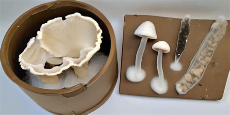 Is Your Mushroom Kit Growing Mold Heres What You Need To Know Le