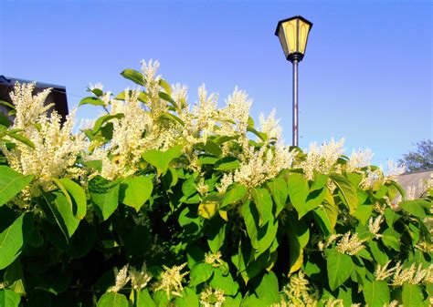 Горец Сахалинский бамбук (71 фото) » НА ДАЧЕ ФОТО