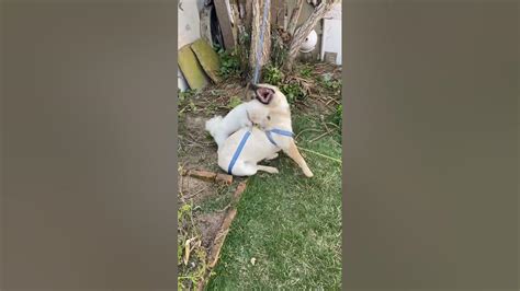 Meus Doguinhos Brincando Shorts Fofura Youtube