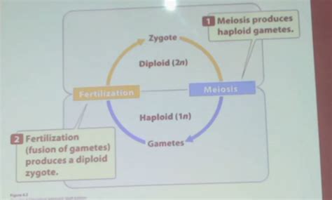 Genetics Exam 2 3 Chapter 4 Sex Determination And Sex Linked